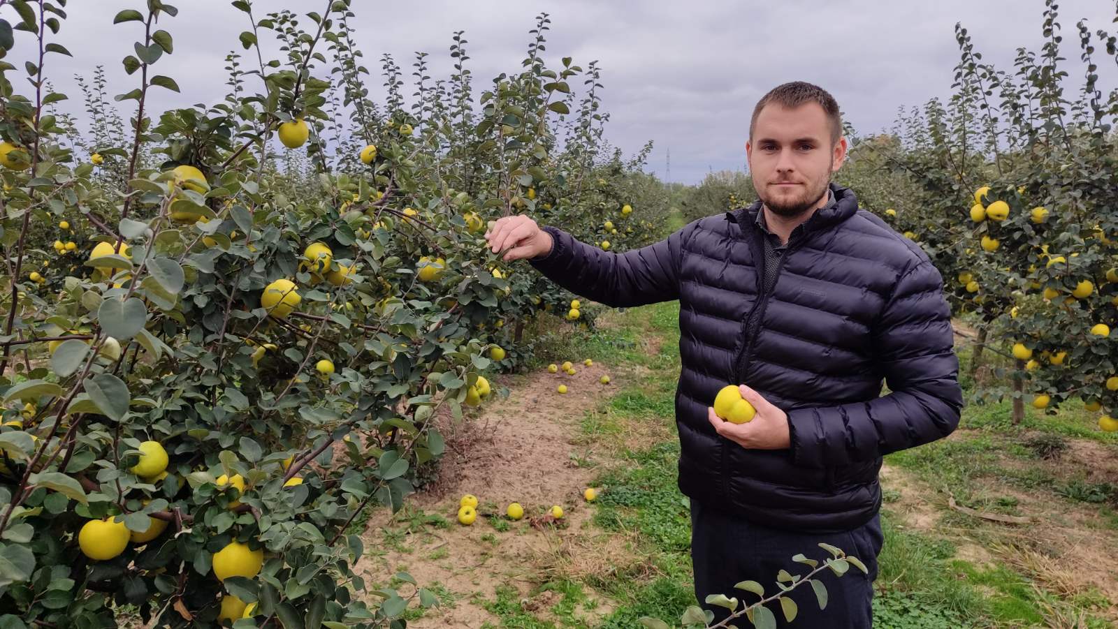 Od hobija do plantaže dunja u Donjem Žabaru | BN
