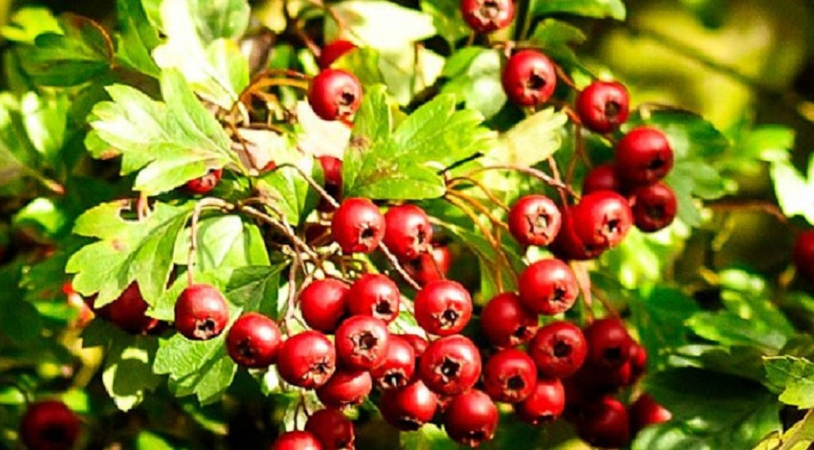 Glog, najljekovitija biljka na svijetu | BN