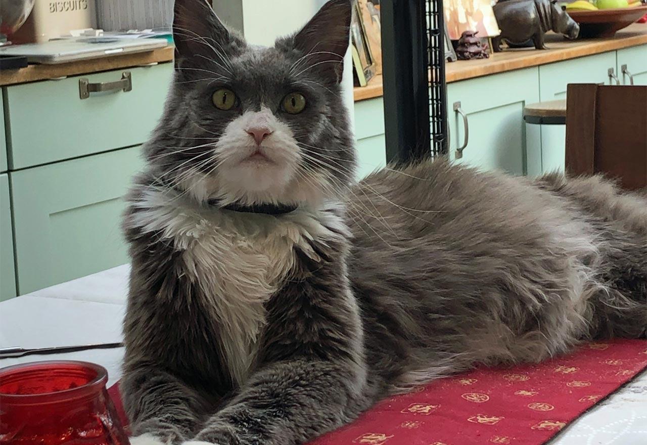 Žena potrošila hiljade evra na suđenje sa komšinicom zbog mačka! | BN