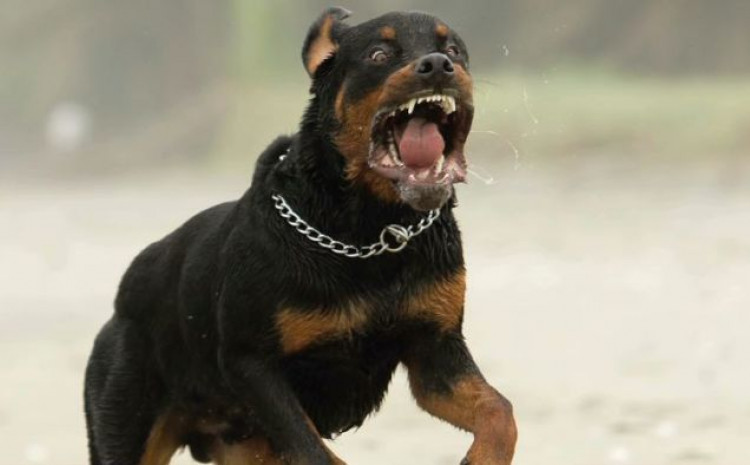 Prokupac: Pas izujedao dječaka, primljen u bolnicu | BN