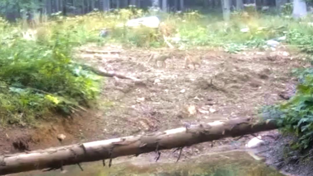 Na obodima planine Klekovače snimljen balkanski ris (VIDEO) | BN