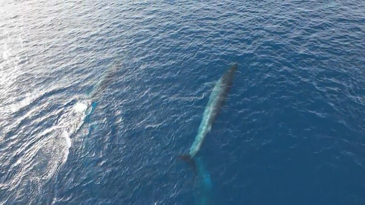 Kolumbijac snimio jato kitova koje plovi Jadranom | BN