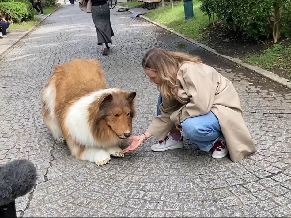 Japanac dao 22 hiljade € da bi "postao" škotski ovčar | BN