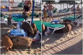 Španija: Sunce, more i neobični gosti na plaži | BN