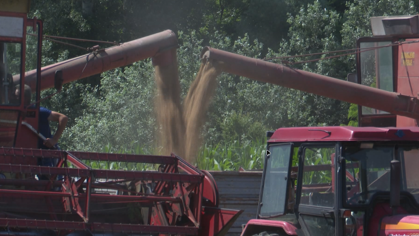 Pšenica da bude 43 feninga, plus subvencije Grada | BN