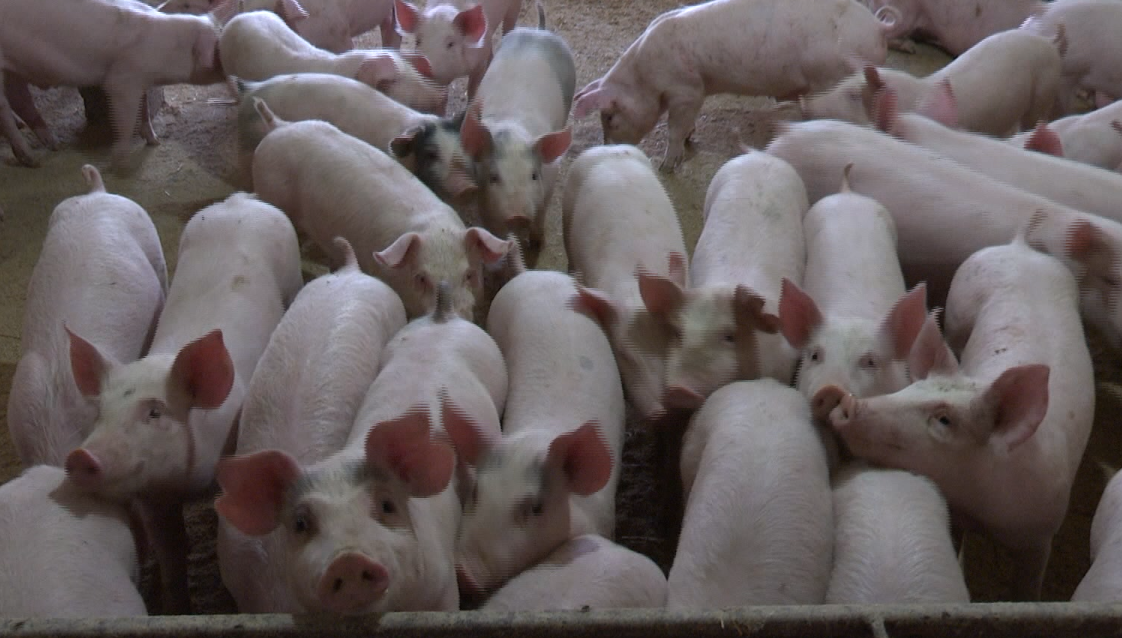 Mogu li se zaštiti proizvođači, ali i potrošači? | BN