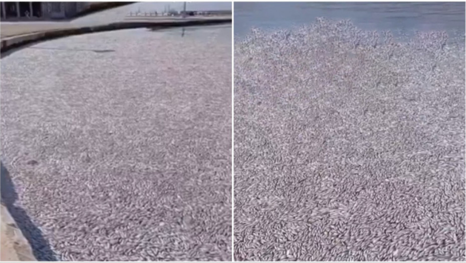 Hiljade mrtvih riba preplavile plaže grčkog grada | BN