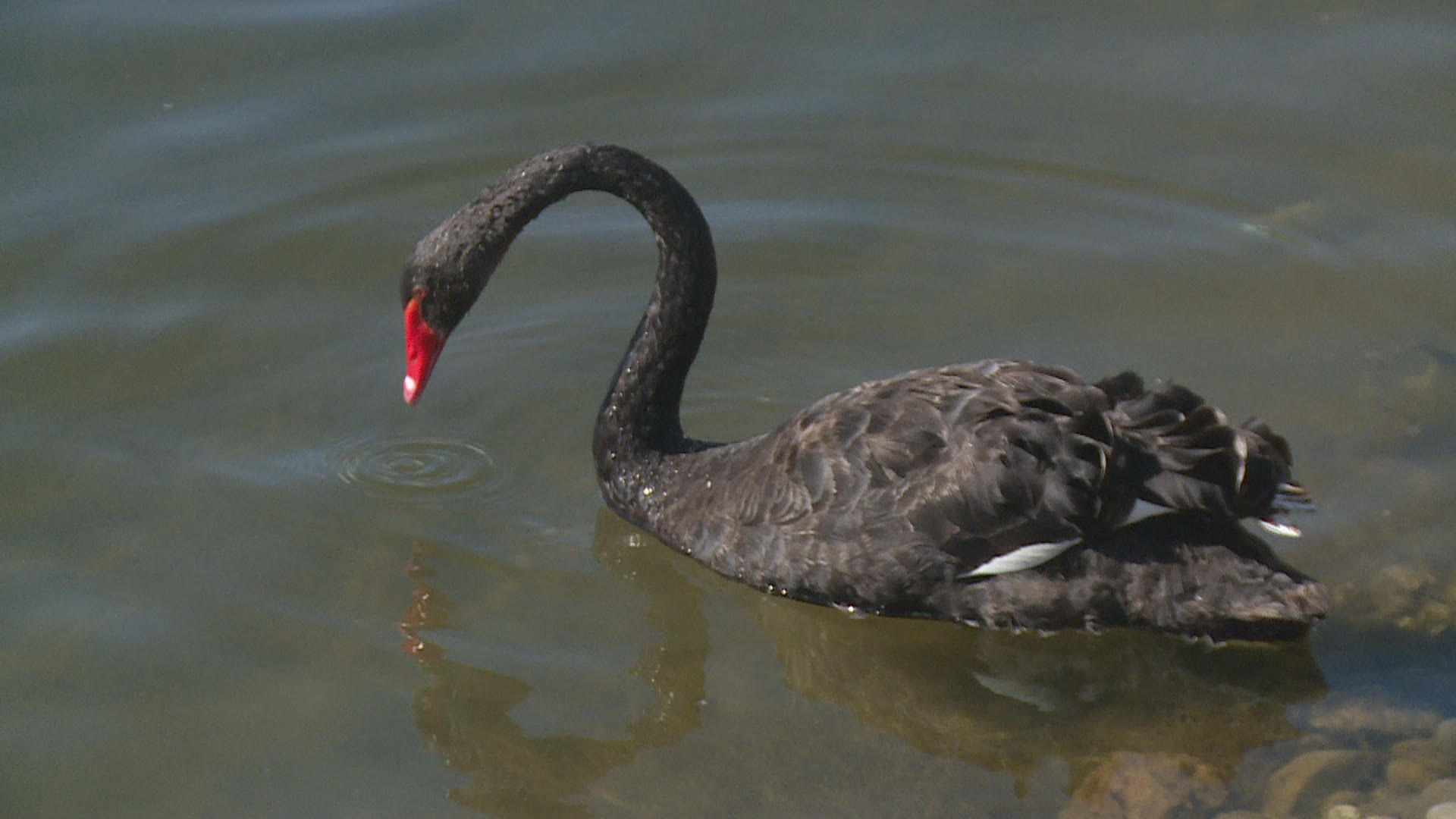 Crni labud novi stanovnik jezera u Istočnom Sarajevu | BN