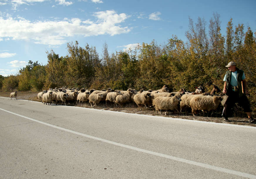 Vojnik usmrtio stado ovaca, vlasnik plaća kaznu | BN