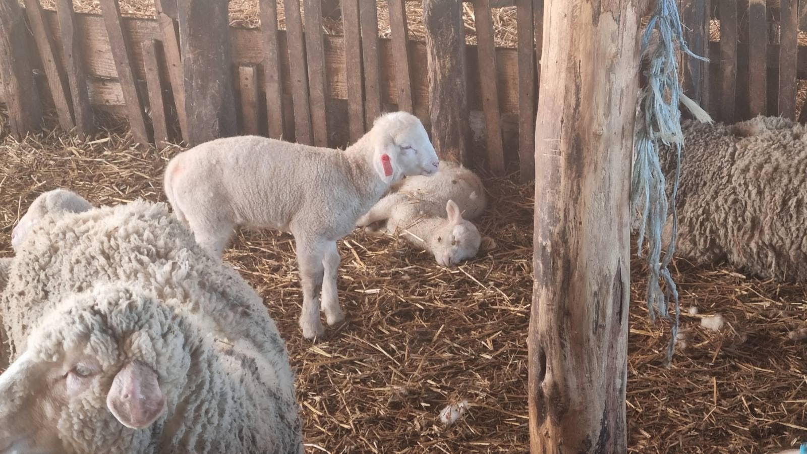 U Trnjacima kod Brčkog psi ponovo napali stado ovaca | BN