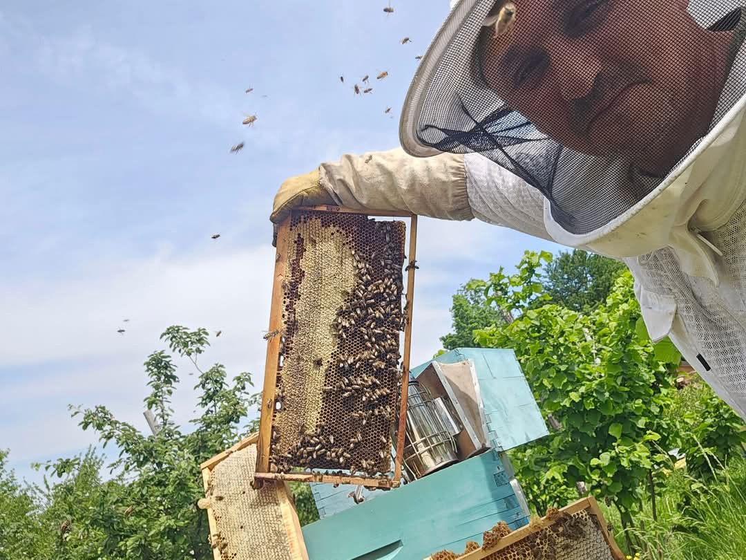 Opasni azijski stršljen uskoro dolazi i kod nas | BN