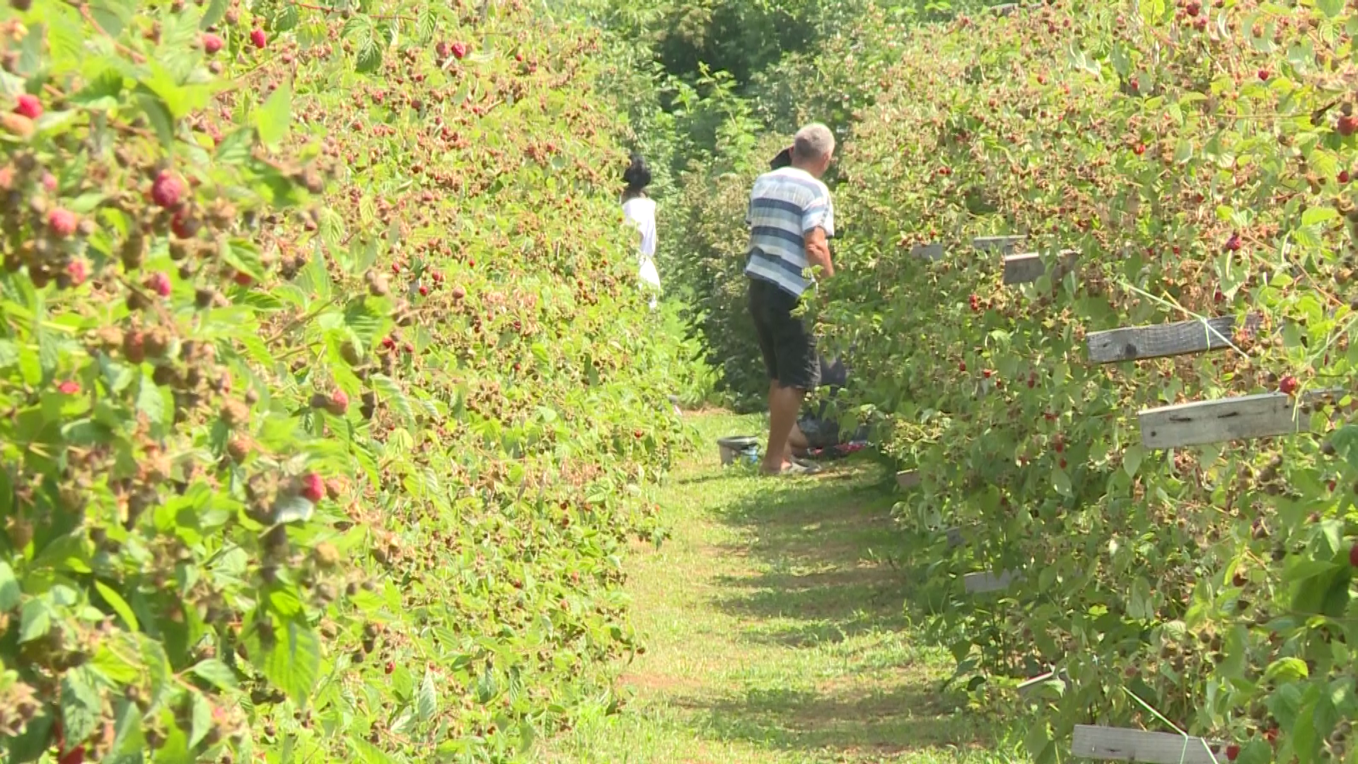 Iz godine u godinu opada broj proizvođača maline | BN