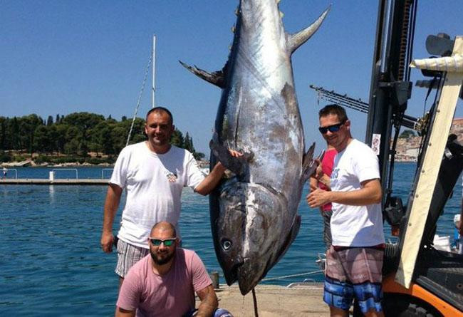 U Rovinju ulovljena najveća riba ikada | BN