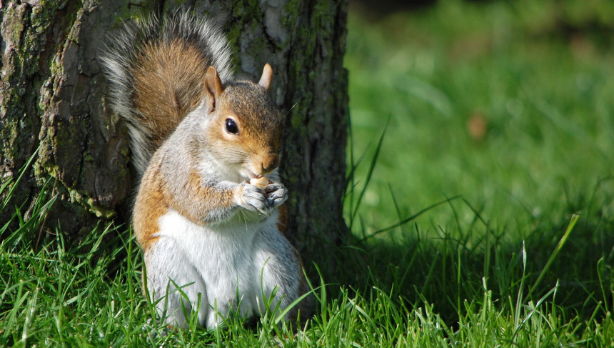 U Kini veverice će pomagati policiji da otkrivaju narkotike! | BN